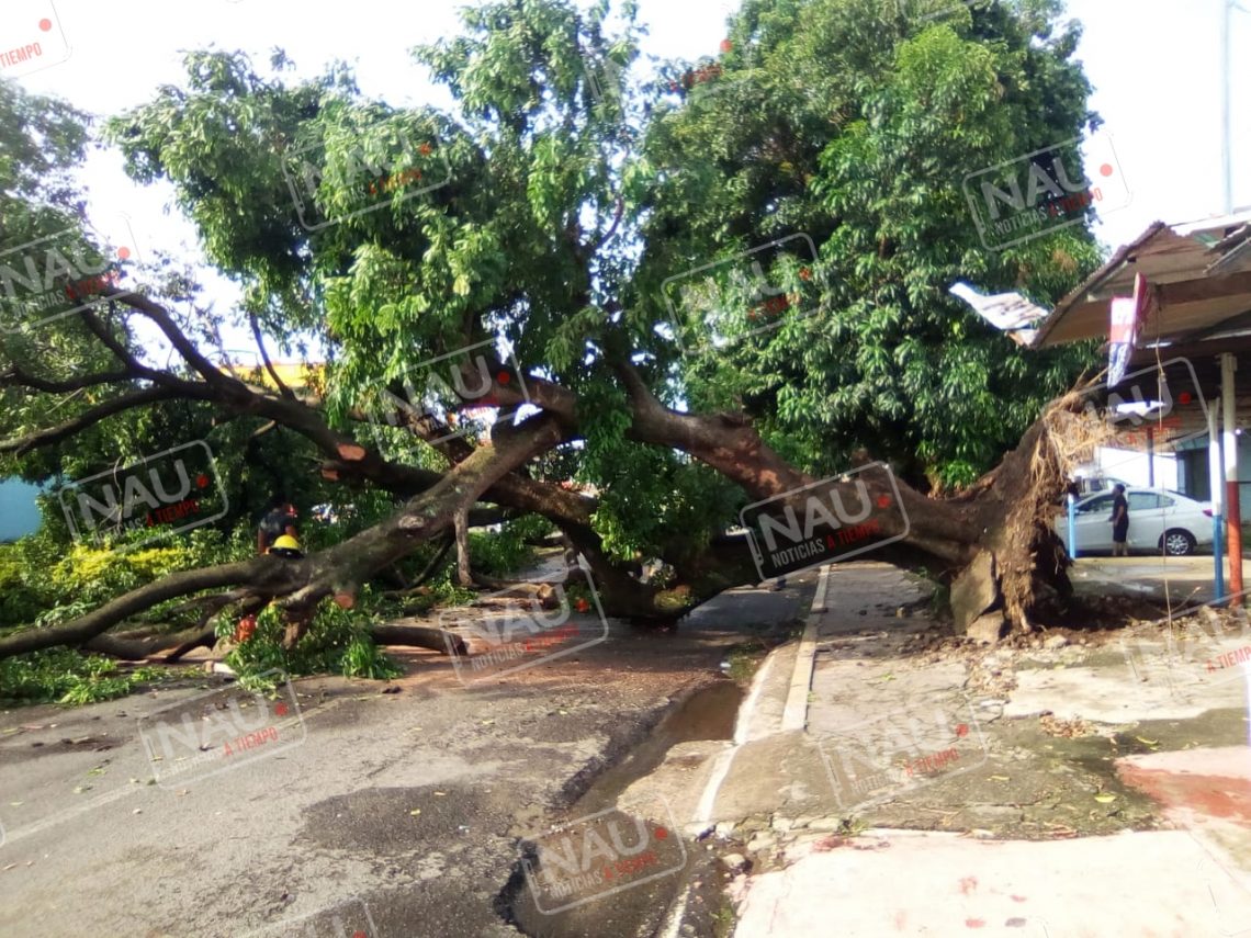 Obstruye tránsito vehicular mas de dos horas arbol de caspirol que cayo ...